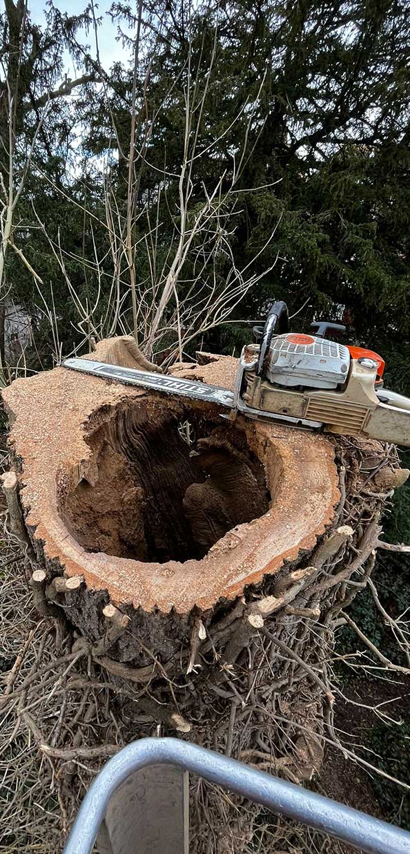 Need help removing dead wood? - Tree Of Life Arboriculture