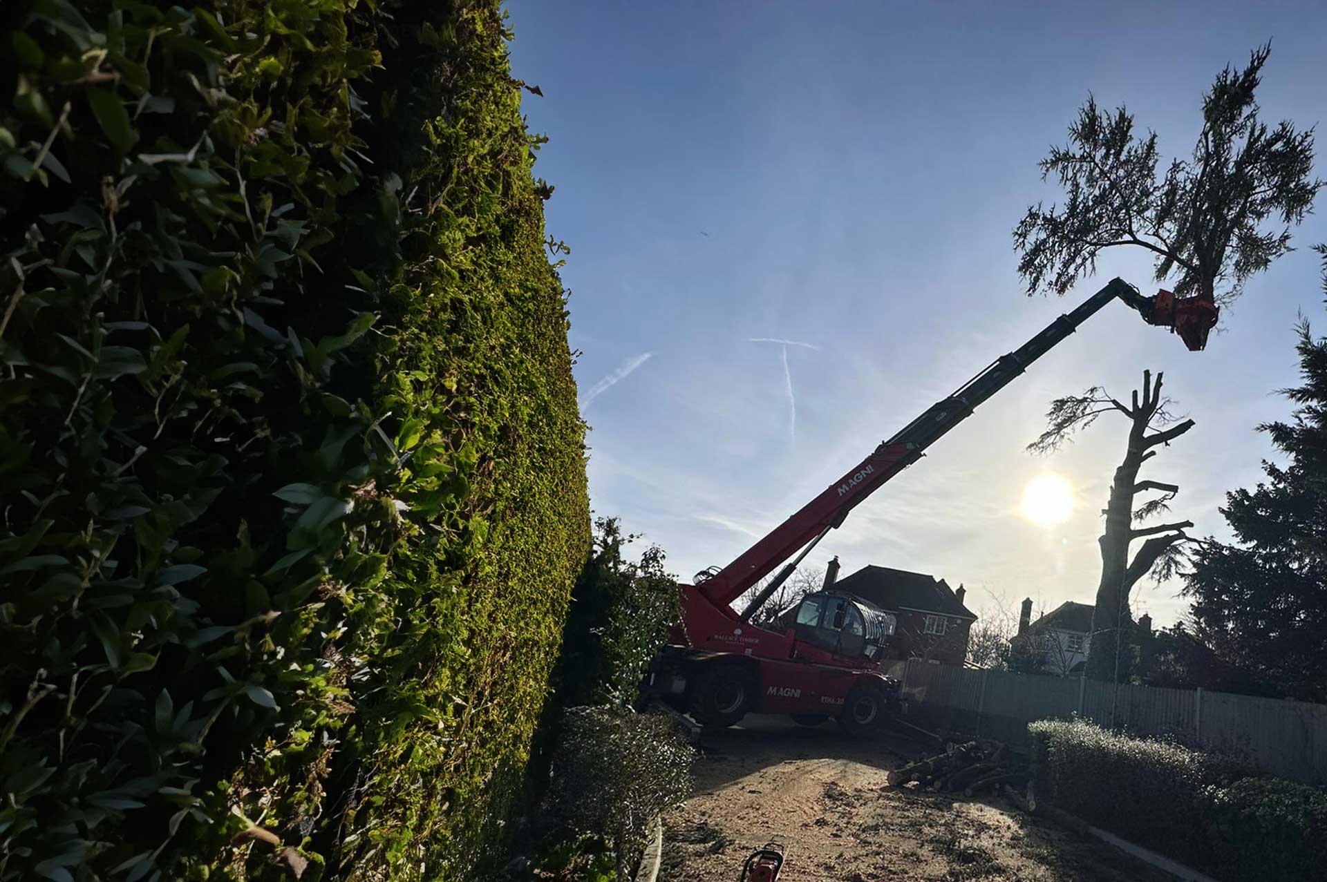 Tree of Life Arboriculture Ltd – Tree Removal Experts